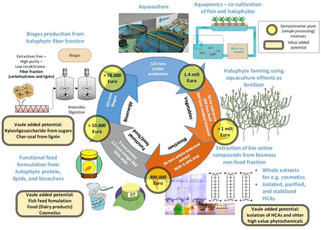 Biogas – closing the loop of the Halophyte Biorefinery.