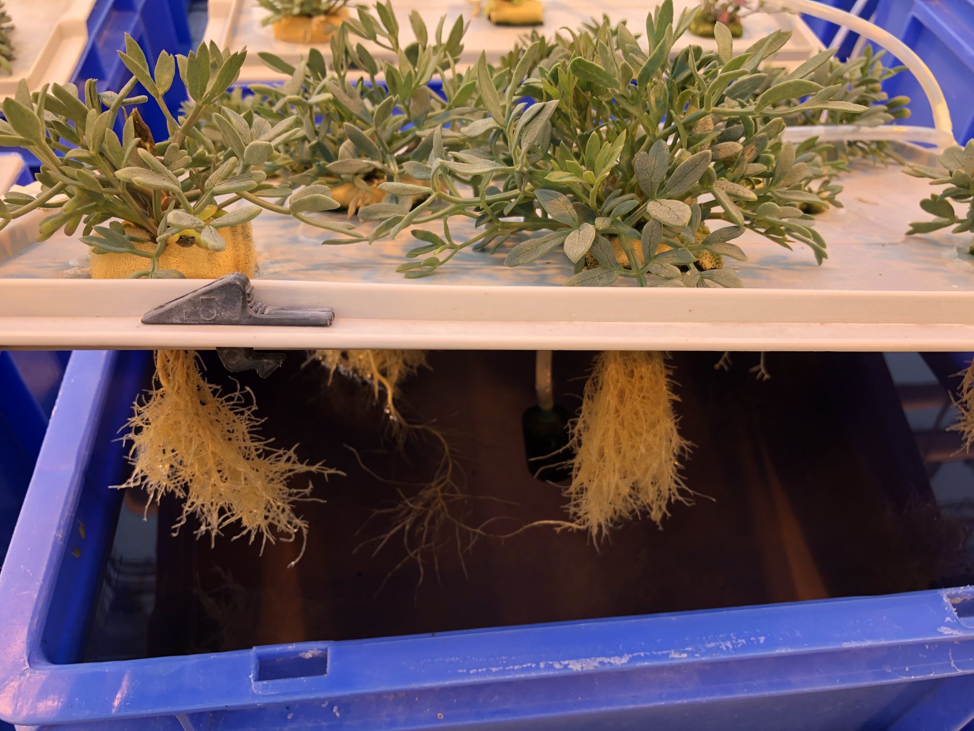 Cultivation of halophytes under hydroponic conditions